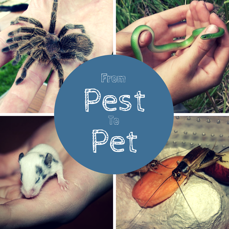 Can a Pest be a Pet? - Home Pest Control